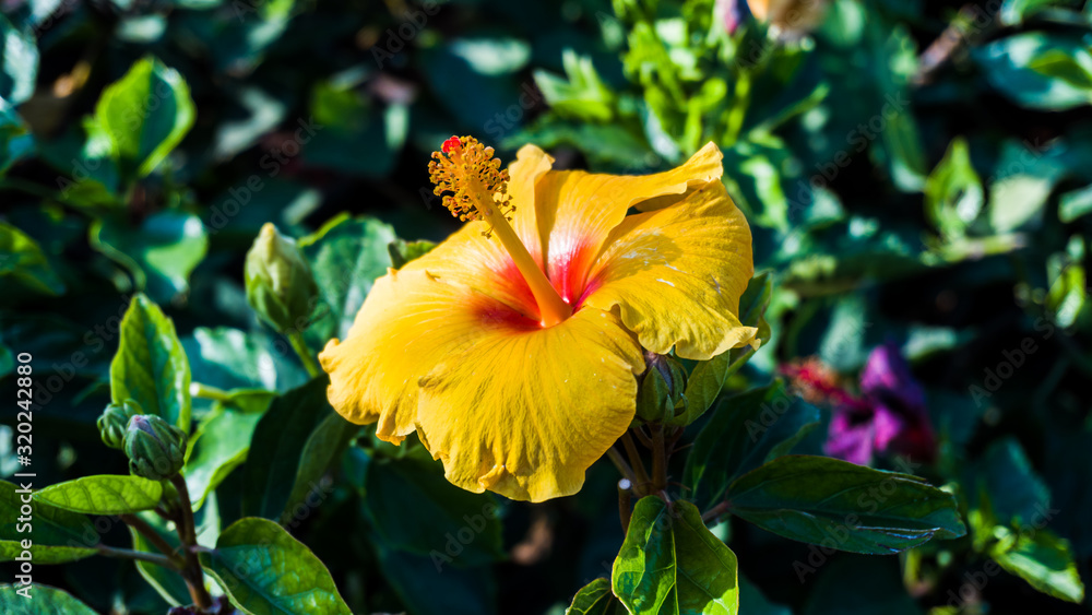 Beautiful Hibiscus flower. Hibiscus rosa-sinensis, known colloquially ...