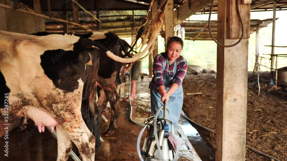 Farmer woman pushing Milking Machine walking come to the storage tank ...