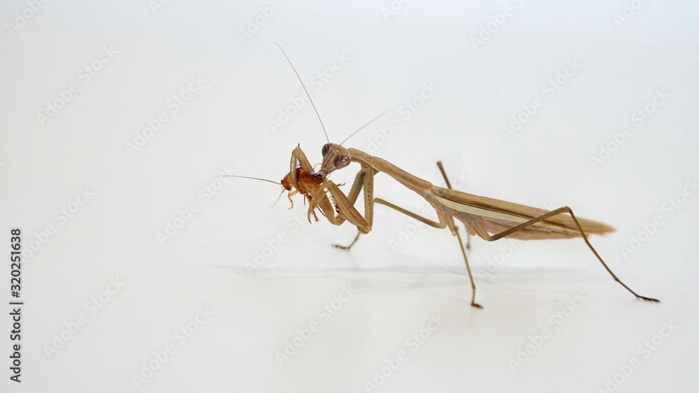The side view of brown praying mantis (Tenodera sp.) was eating a ...