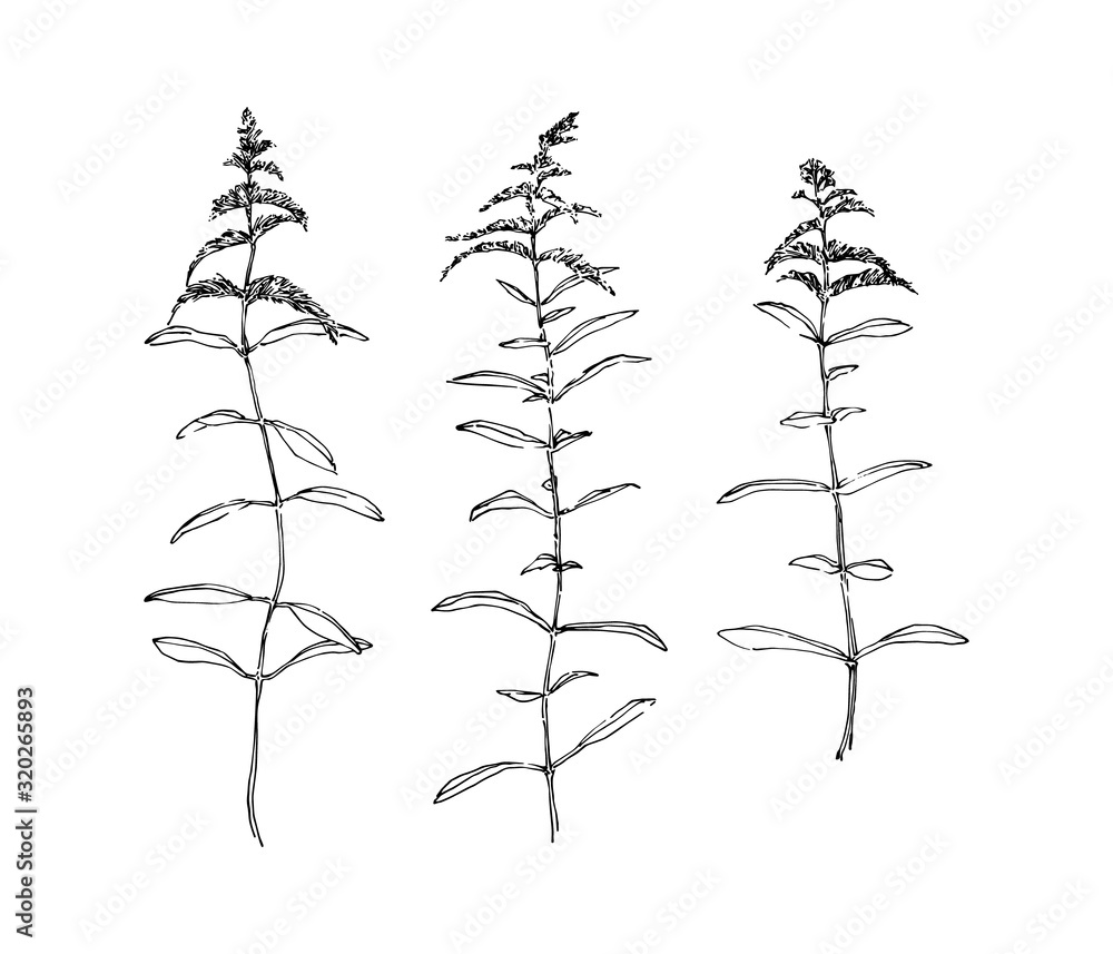 Goldenrod Plant Drawing