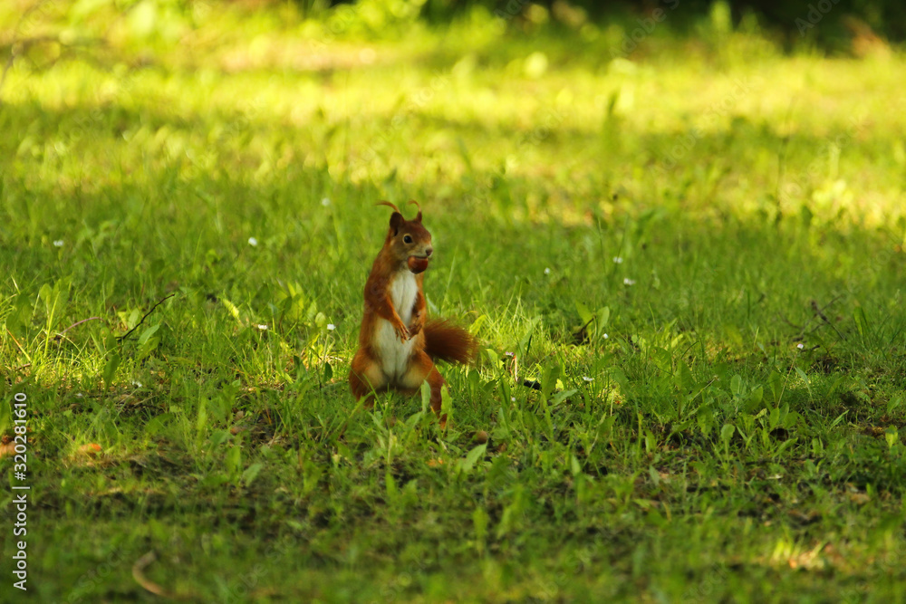 Cute little red squirrel standig upright in the green grass in summer ...