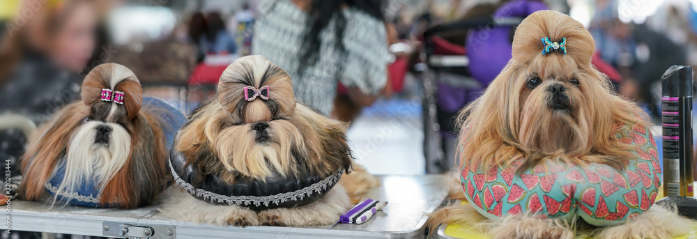 Group of Shih Tzu dogs, sitting on pillows, hairs getting groomed ...