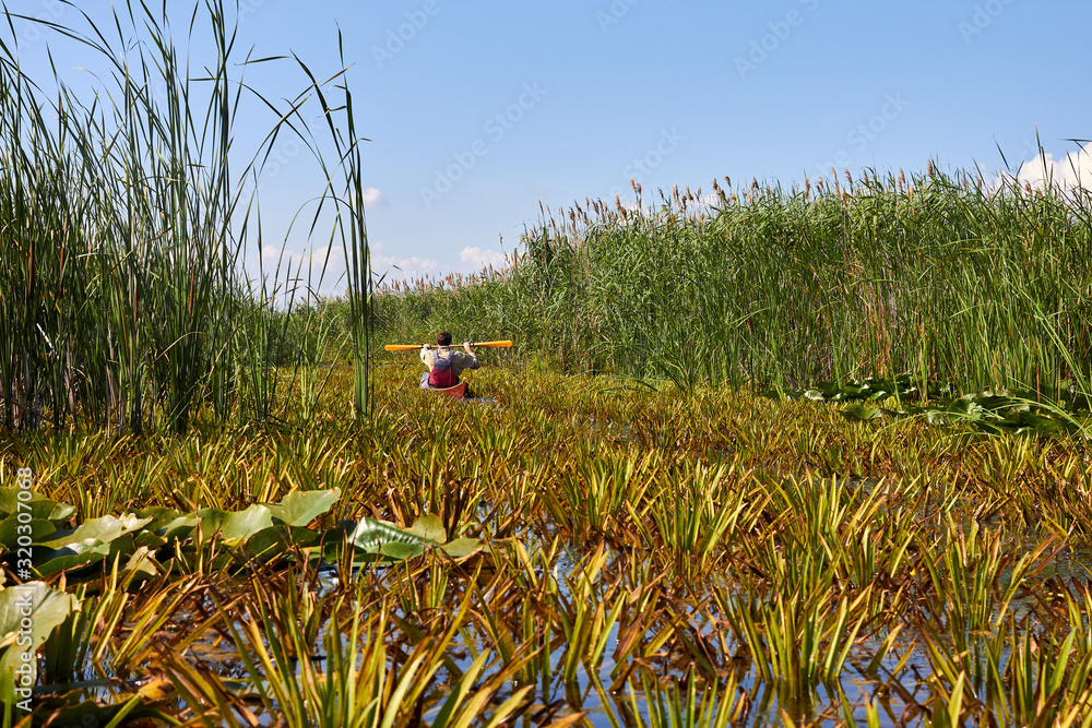 Man in kayak row on the river among aquatic plants Stratiotes aloides ...