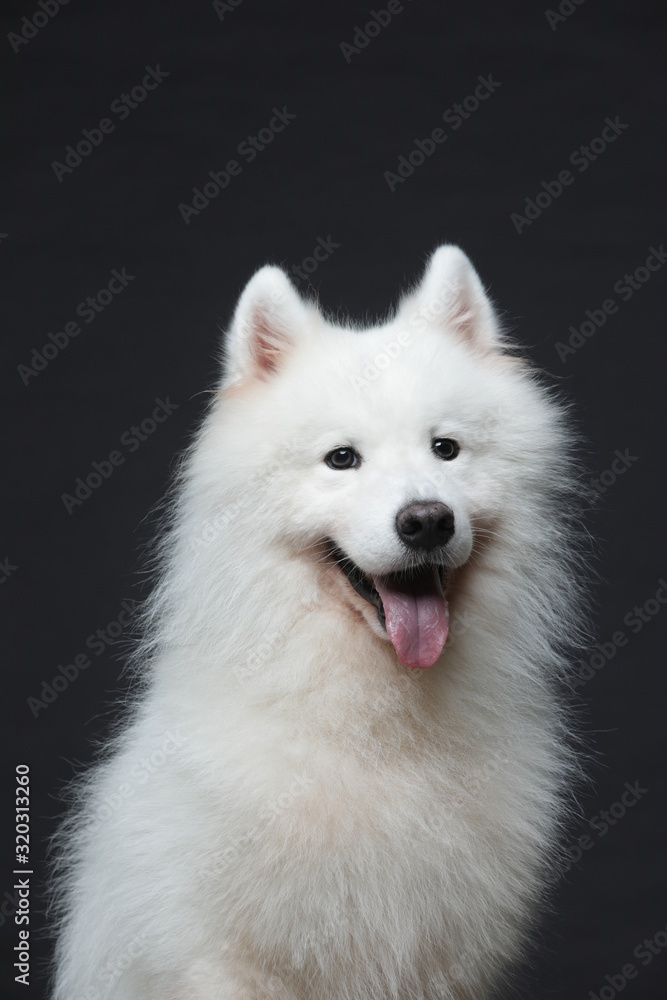 The samoyed dog makes a variety of naughty and lovely, happy and sad ...