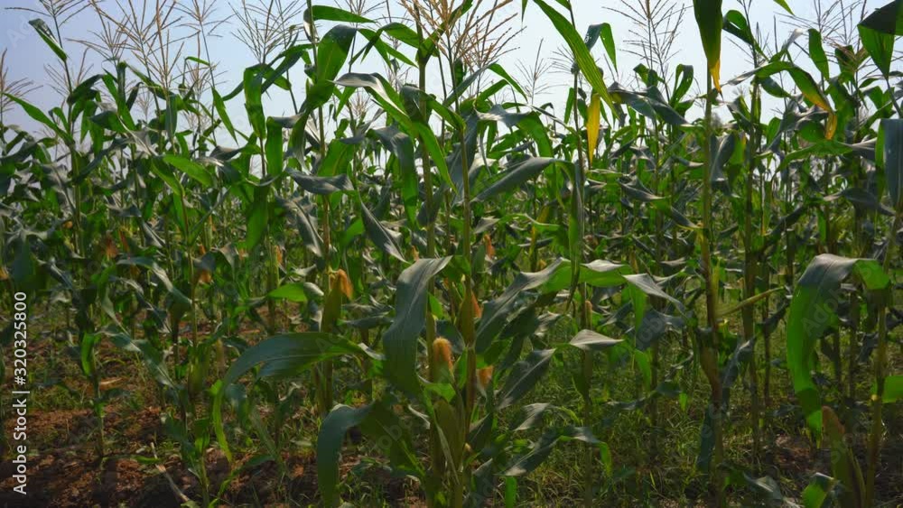 Maize or corn organic planting in cornfield. It is fruit of corn for ...
