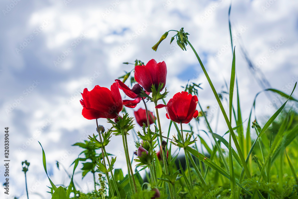 Red anemones coronaria flowers in bloom in green grass against blue sky ...