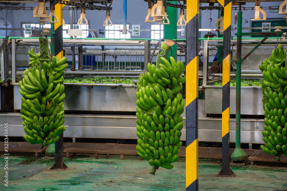 Banana factory on La Palma, Canary islands, Spain, once harvested, big ...