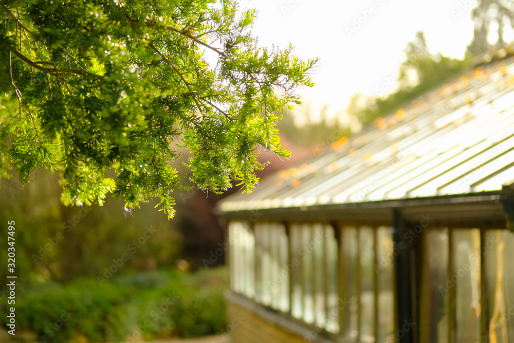 Shallow focus of fine pine needs on a pine tree in a private garden. A ...