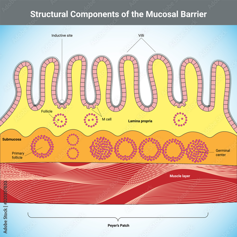 Structural Components Of The Mucosal Barrier Medical Illustration Stock structural-components-of-the-mucosal-barrier-medical-illustration-stock