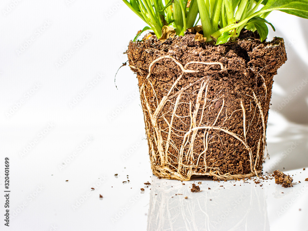 The root system of the flower in the ground Stock Photo | Adobe Stock