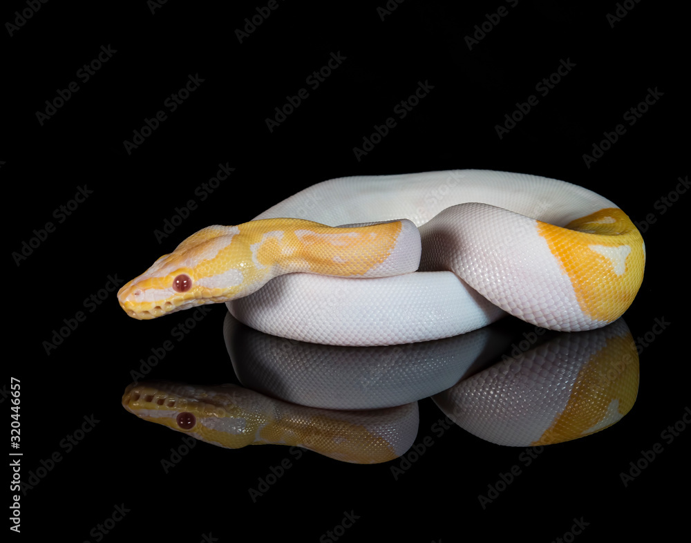 Albino Pied Ball Python