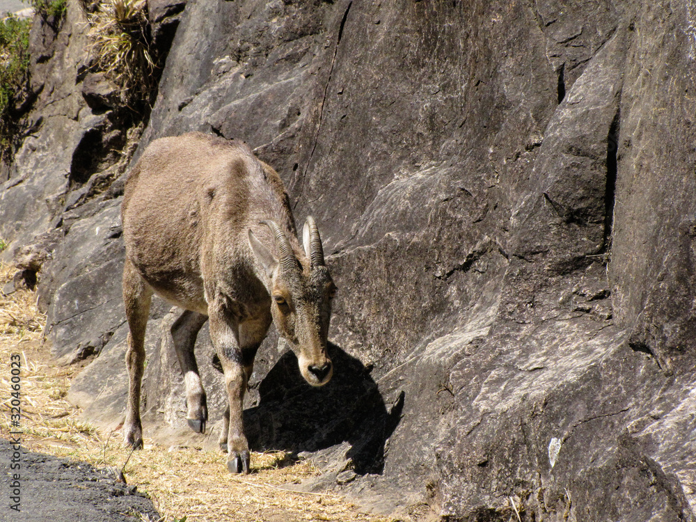 Munnar mountain goat, Nilgiri Tahr, Hemitragus hylocrius in Eravikulam ...