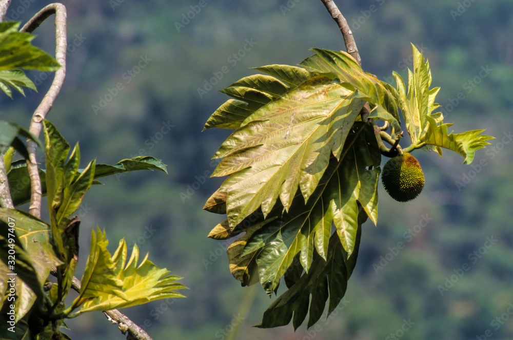 Arbre à pain, Artocarpus altilis Stock Photo | Adobe Stock