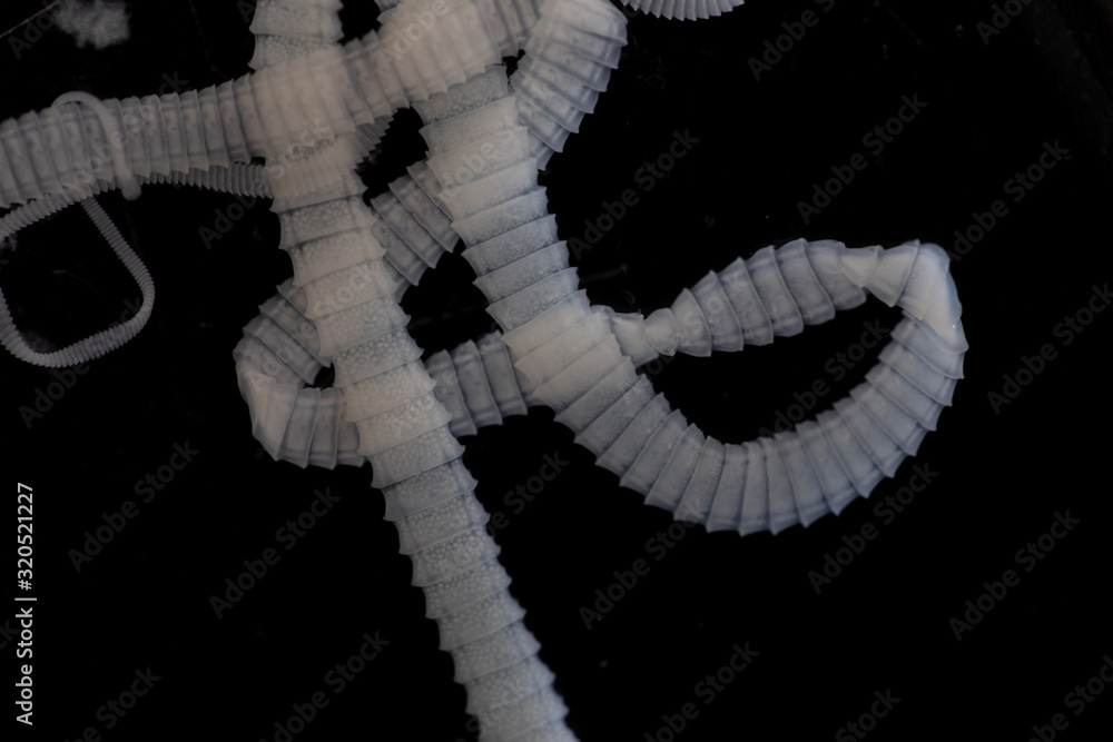 The study of Tapeworm infection is caused by ingesting food or water ...