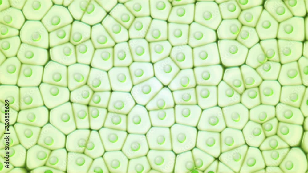Chloroplast eukaryotic cell. Seamless animation under the microscope. Green microscopic ...