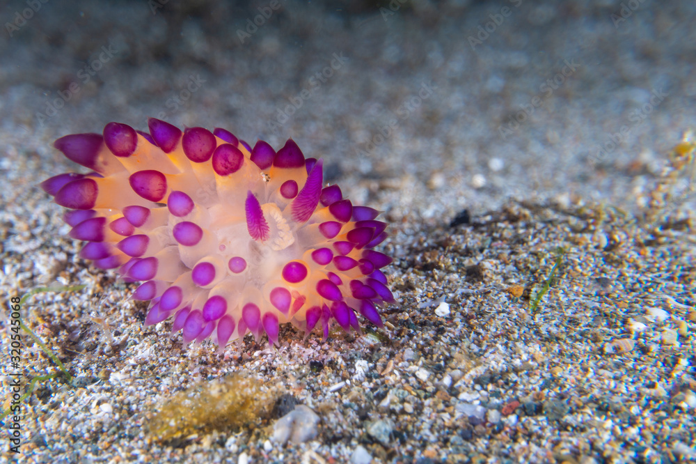 Janolus nudibranch or sea slug near Anilao, Batangas, Philippines ...
