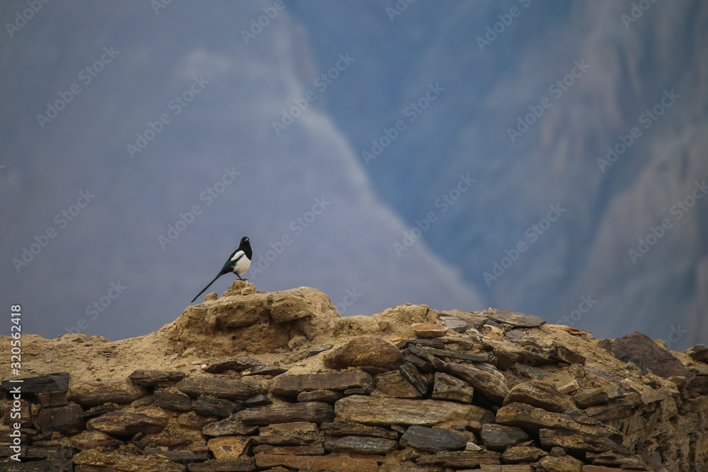 magpie close-up sitting on the ruins of an ancient fortress in the ...