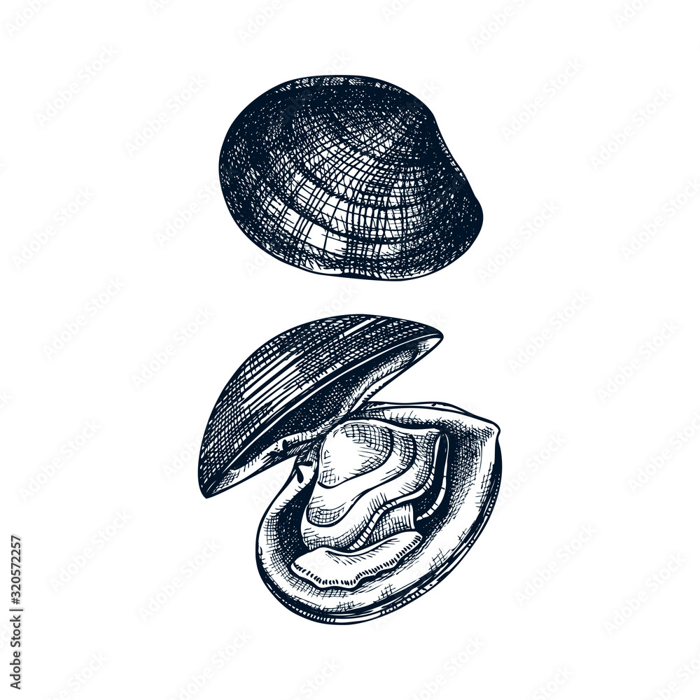Cooked Atlantic surf clam illustrations. Edible molluscs. Shellfish and ...