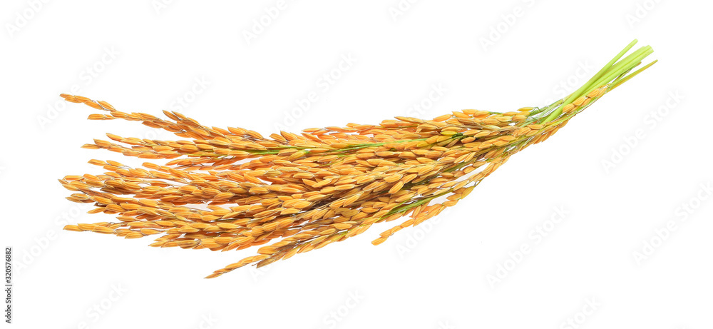 Póster organic paddy rice,ear of paddy, ears of Thai jasmine rice ...