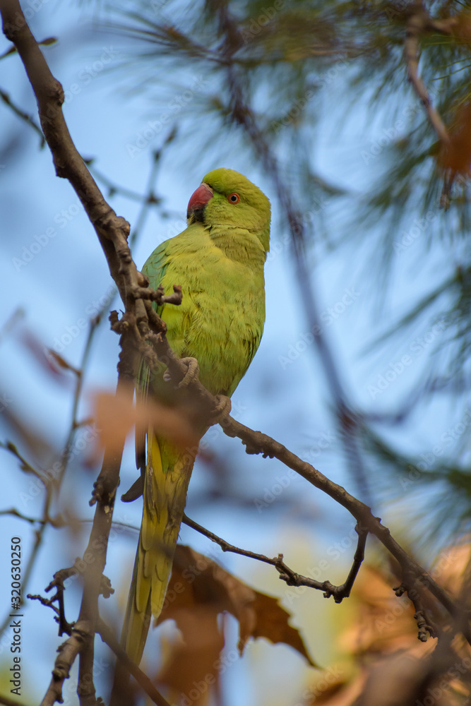 Rose ringed parakeet (green parrot, ring-necked, ssittacula krameri) on ...