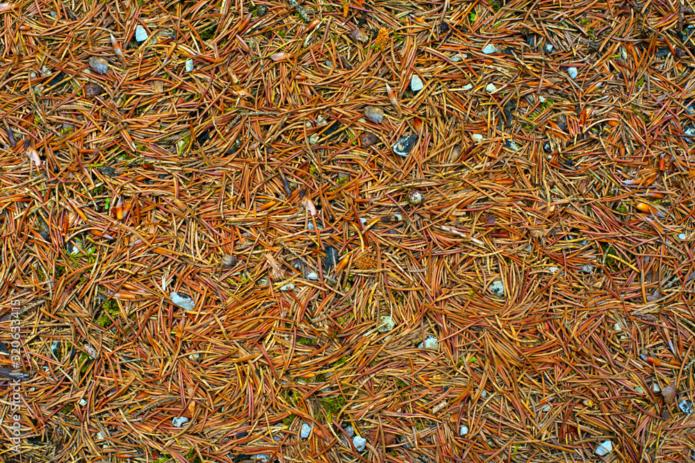 Acerous forest ground texture. Ground under oniferous trees wallpaper ...