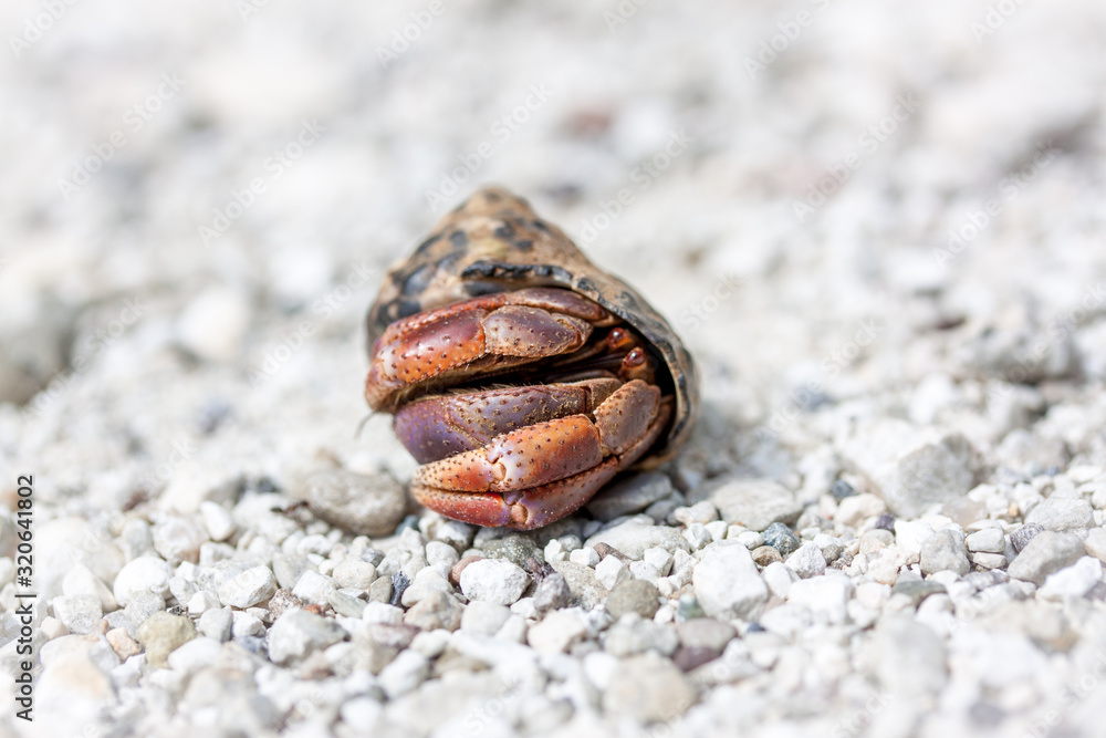 Einsieder Krebs, Krabbe im Detail auf weißen Sand am Strand foto de ...