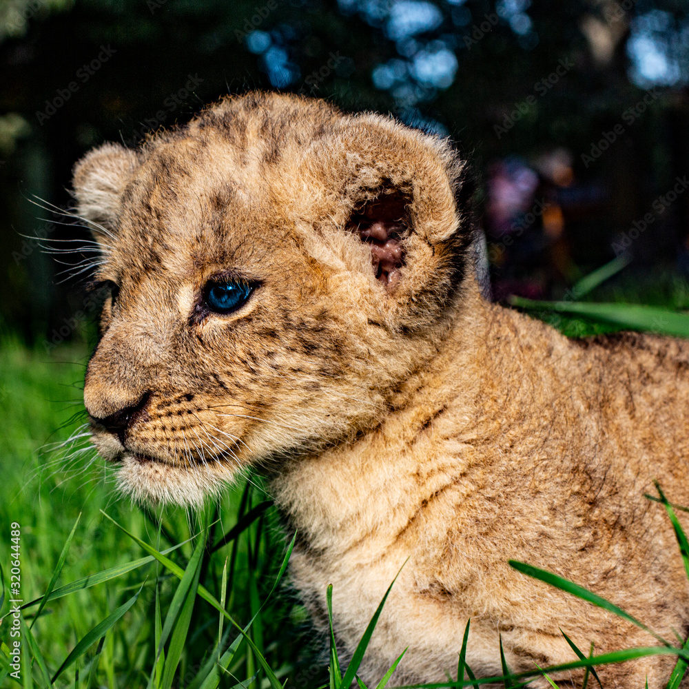 Little lion cub with blue eyes in the wild Stock Photo | Adobe Stock