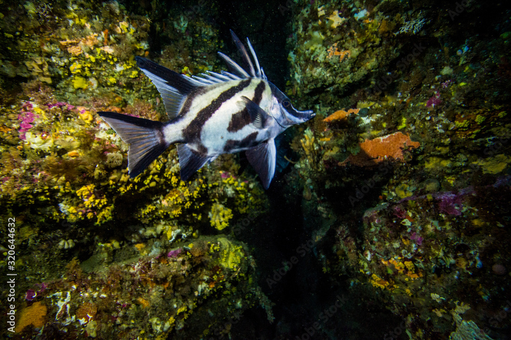 Tasman Peninsula, Tasmania, Australia: Underwater scenery of the Tasman ...