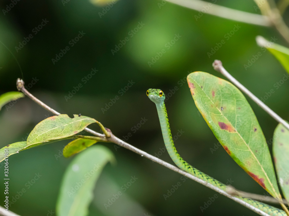 Black-skinned parrot snake (Leptophis ahaetulla nigromarginatus ...