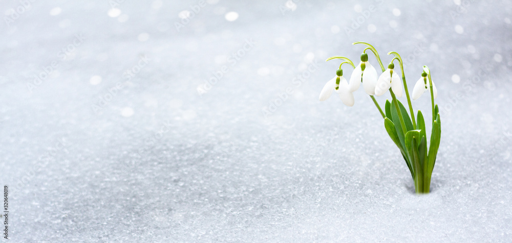 snowdrops in early spring from under the snow with a place for the ...