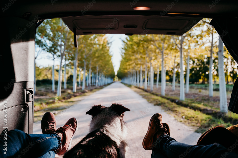 cute border collie dog and two woman legs relaxing in a van. travel ...