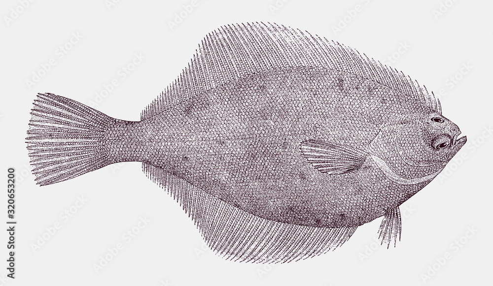 Yellowfin sole limanda aspera, highly commercial food fish from the ...