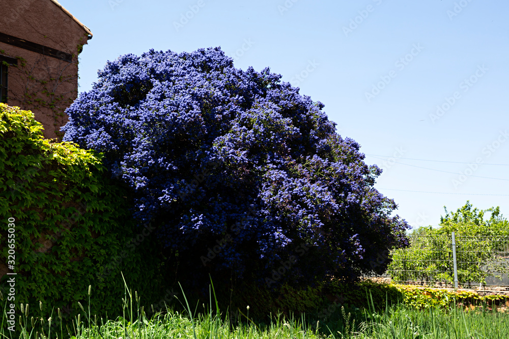 Enredadera con flores moradas. Stock Photo | Adobe Stock