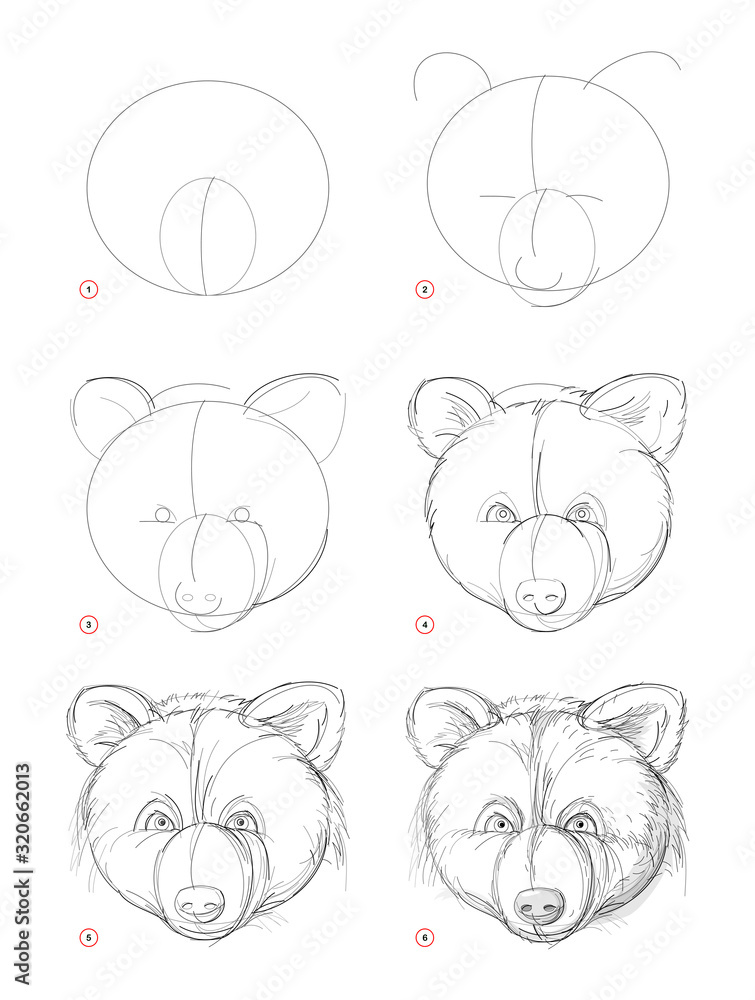 How To Draw A Bear Step By Step