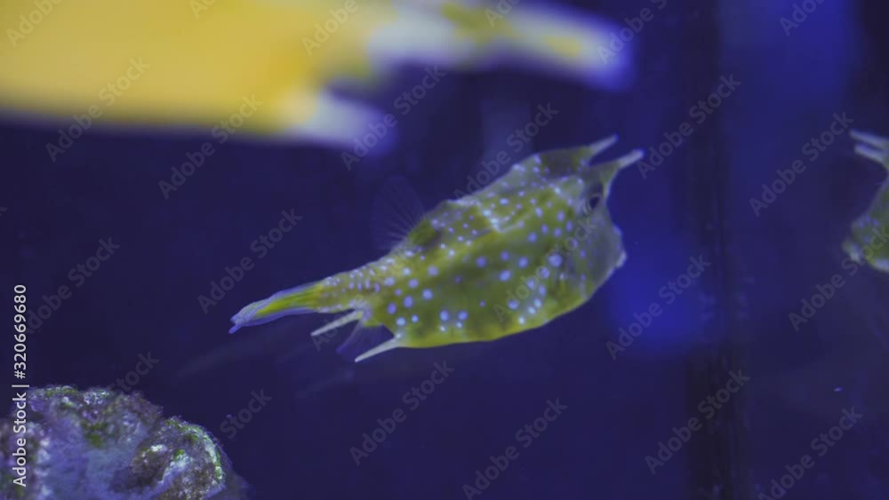 Longhorn cowfish, Lactoria cornuta, also called horned boxfish eats ...