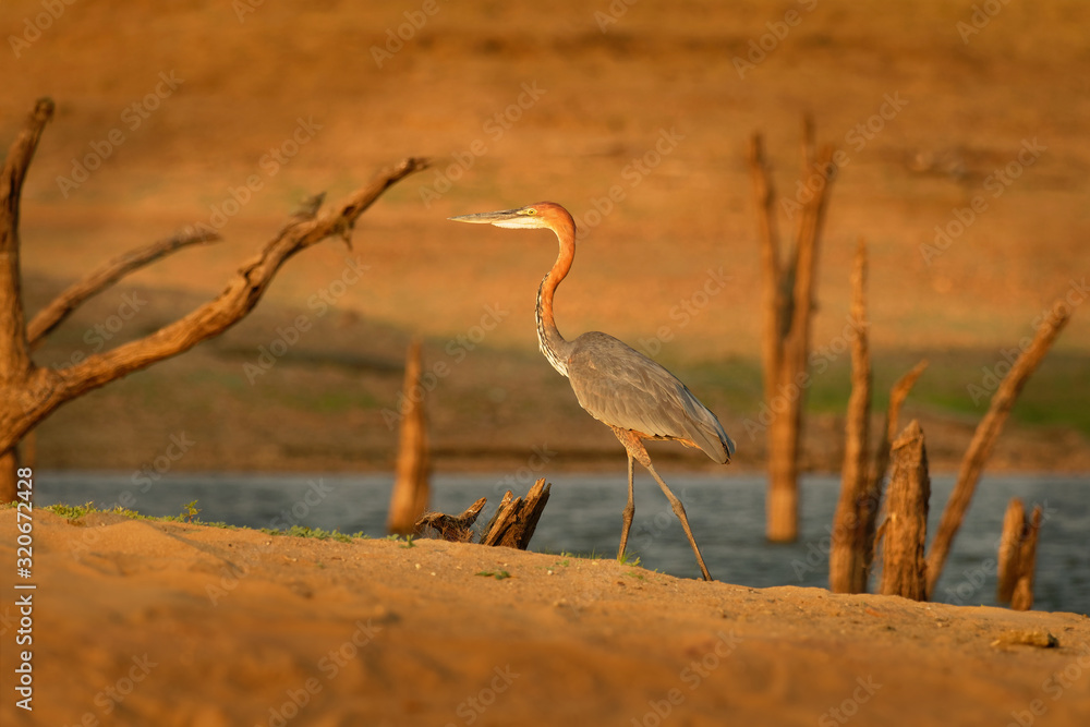 Goliath Heron - Ardea goliath also giant heron, large wading bird of ...