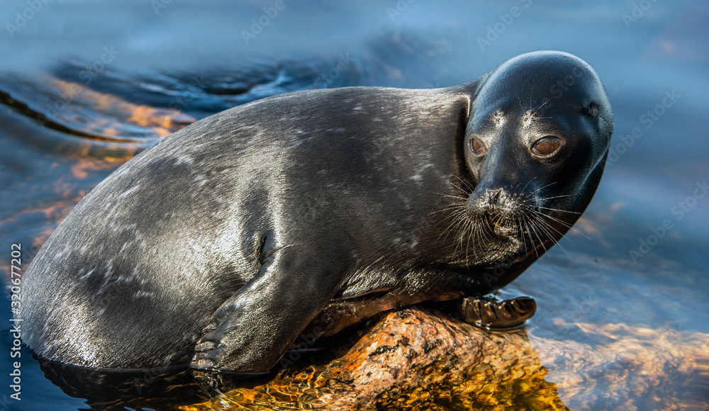 The Ladoga ringed seal resting on a stone. Close up portrait ...