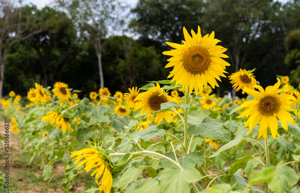 sunflowers in the field with sunflower background Flowering and leaves ...