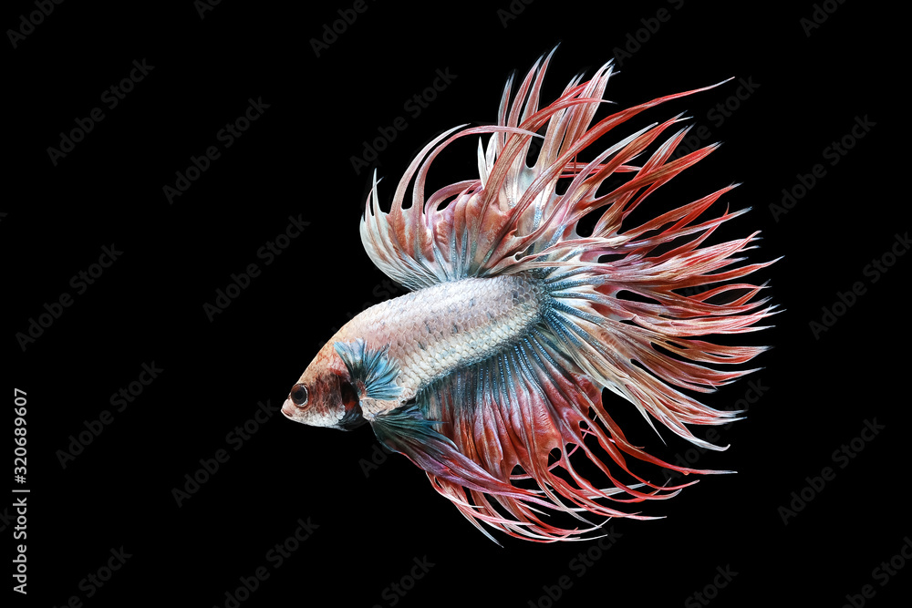 White red and blue crowntail , White red and blue betta fish, Siamese ...