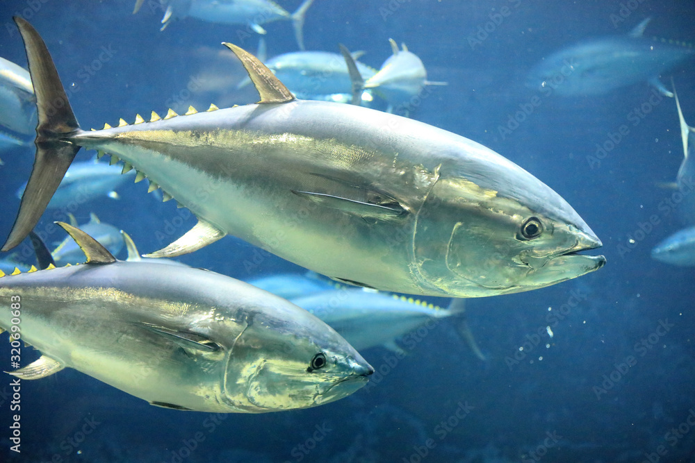 Pacific bluefin tuna (Thunnus orientalis) in Japan Stock Photo | Adobe ...