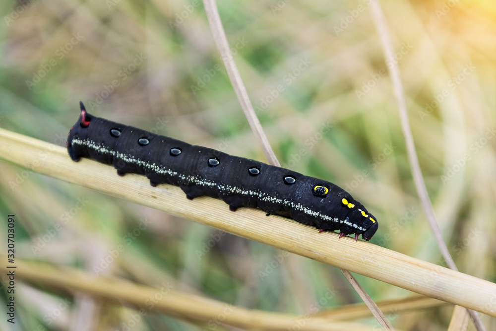 Black worms, pests in rice fields, are destroying the rice fields of ...