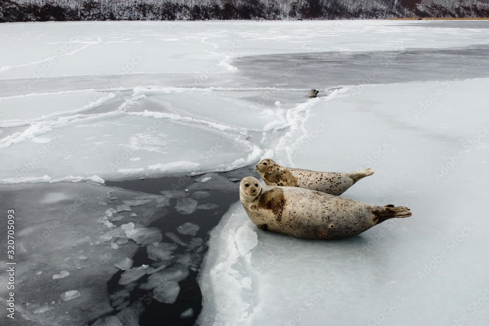 Seals (spotted seal, largha seal, Phoca largha) laying on the edge of ...