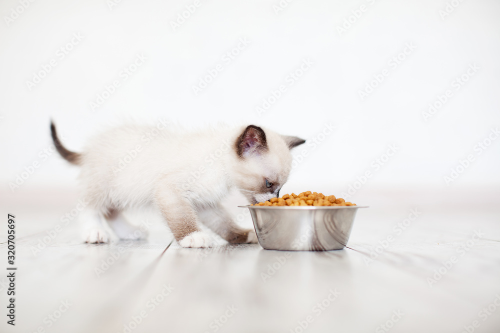 Kitten eating food from bowl Stock Photo | Adobe Stock