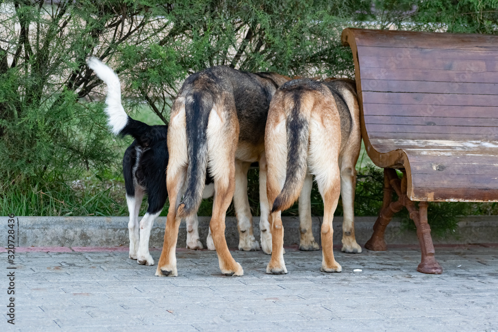 Three different dogs wandering around a public place have seen ...
