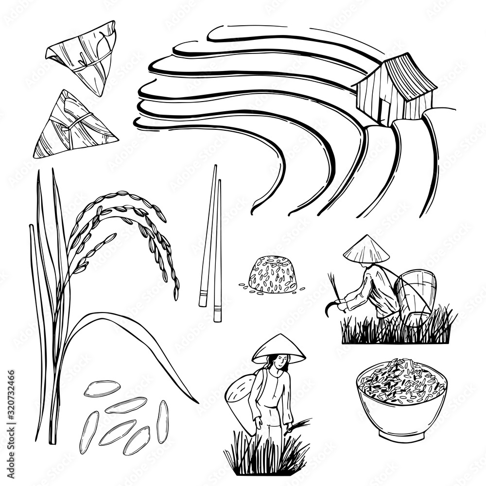 Rice cultivation in Asia. Vector sketch illustration. Stock Vector ...