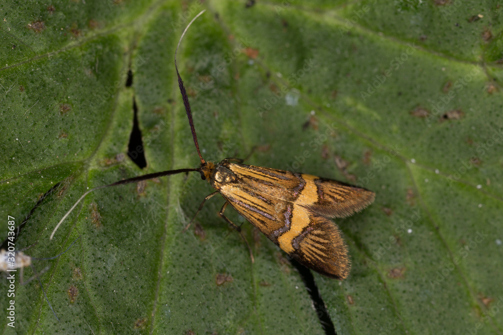 The longhorn moth or yellow-barred long-horn (Nemophora degeerella) is ...