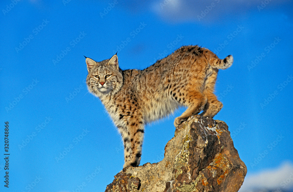 LYNX ROUX BOBCAT lynx rufus Stock Photo | Adobe Stock