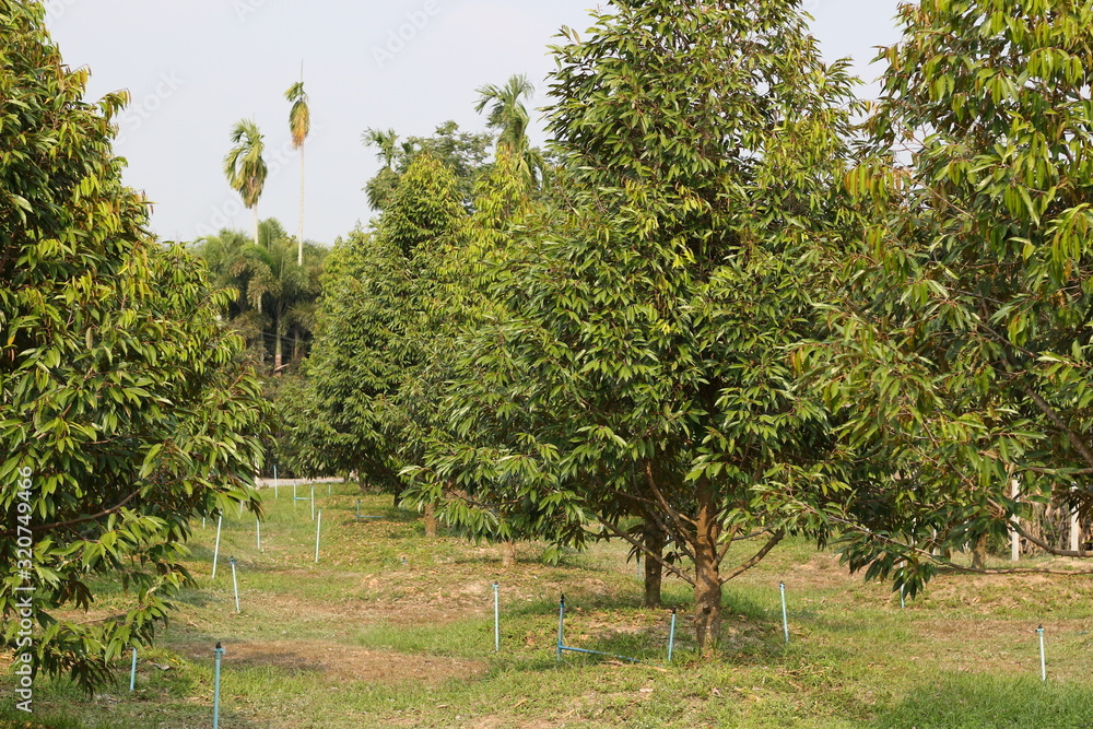 Young durian fruit trees growing on farmland in southeast Asia Stock ...