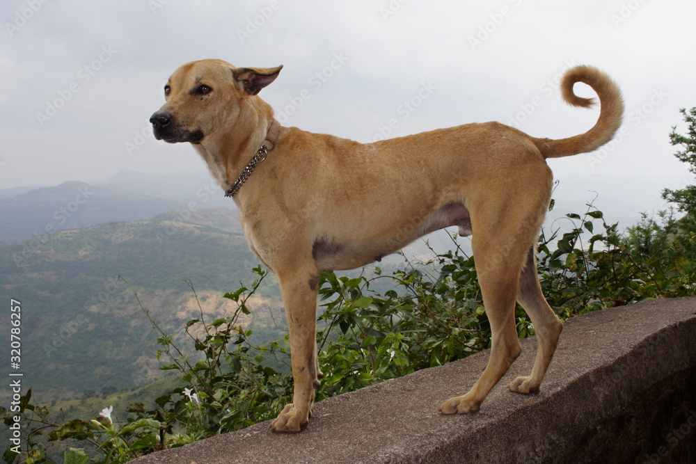 Domestic Dog at Sinhagad, Pune, Maharashtra, India. Stock Photo | Adobe ...