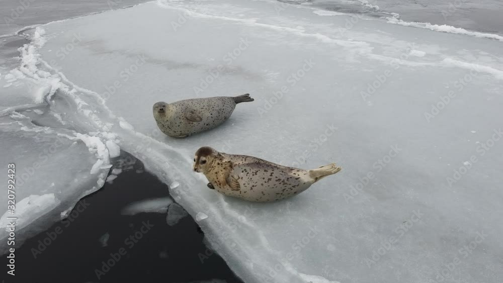 Couple of seals (spotted seal, largha seal, Phoca largha) laying on sea ...